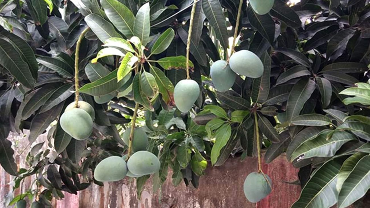 গোপালভোগ আম - ১০কেজি - সুক্কার শপ